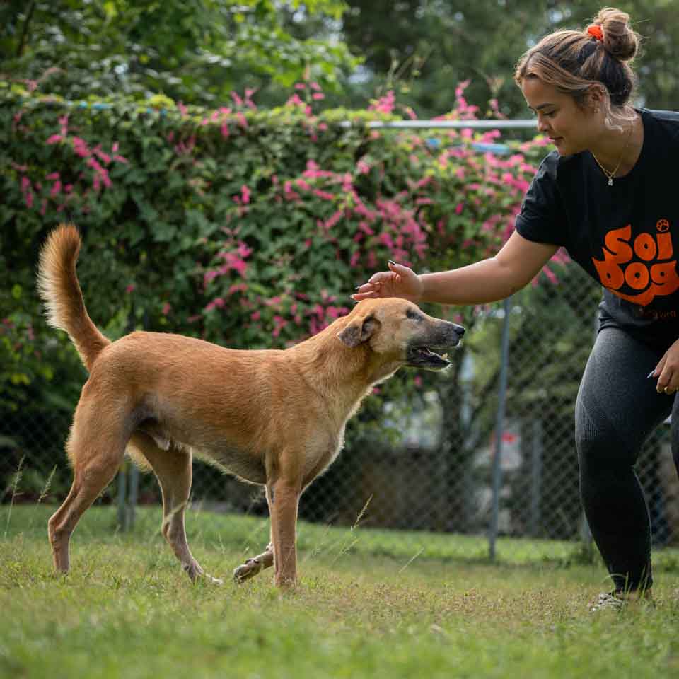 Adopt Nuyu | Soi Dog Foundation